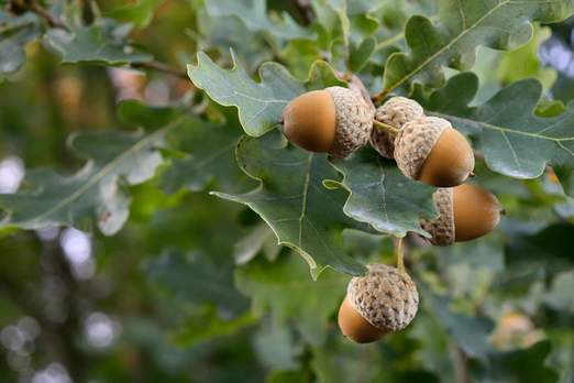 EGGCORN Definition & Meaning - Merriam-Webster