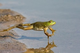 Kex Definition & Meaning - Merriam-Webster