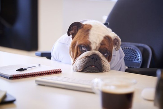 DOZY Definition & Meaning - Merriam-Webster