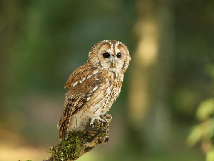 9 Superb Owl Words | Merriam-Webster