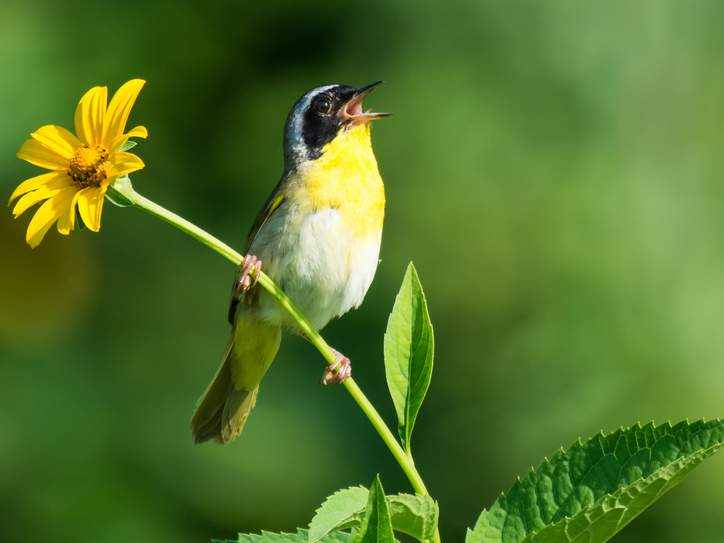 Birds Say the Darndest Things | Merriam-Webster