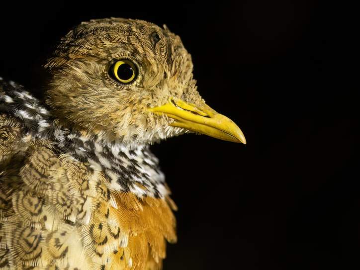 Even More Bird Names that Sound Like Insults (and Sometimes Are ...