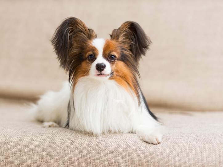 17 Words for Dog Breeds | Merriam-Webster