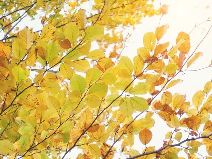Lurid Color Words To Describe Autumn Leaves Merriam Webster