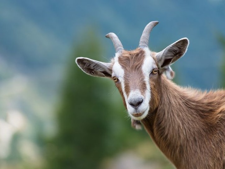 get-one-s-goat-like-a-pig-in-mud-and-other-barnyard-idioms