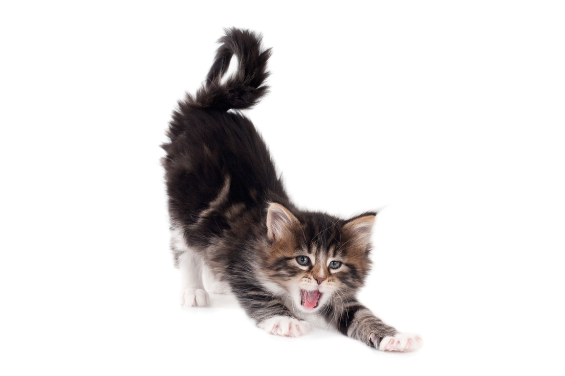 Eye-popping Long Words | Merriam-Webster