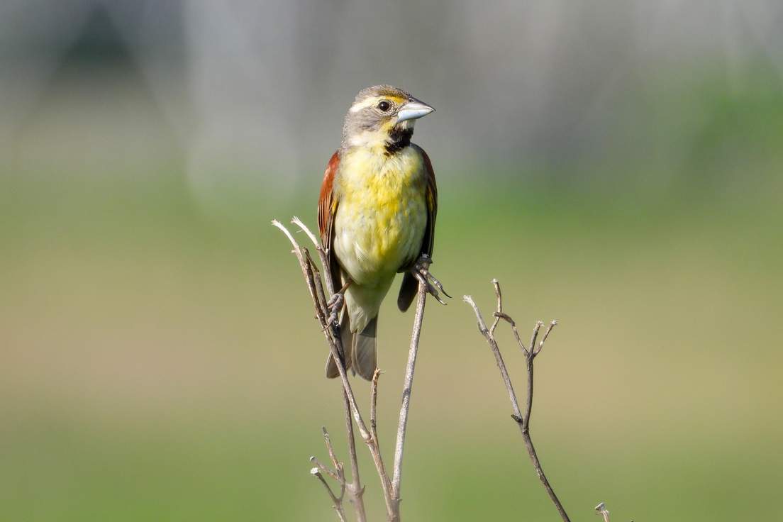 10 Bird Names that Sound Like Insults (and Sometimes Are) | Merriam-Webster