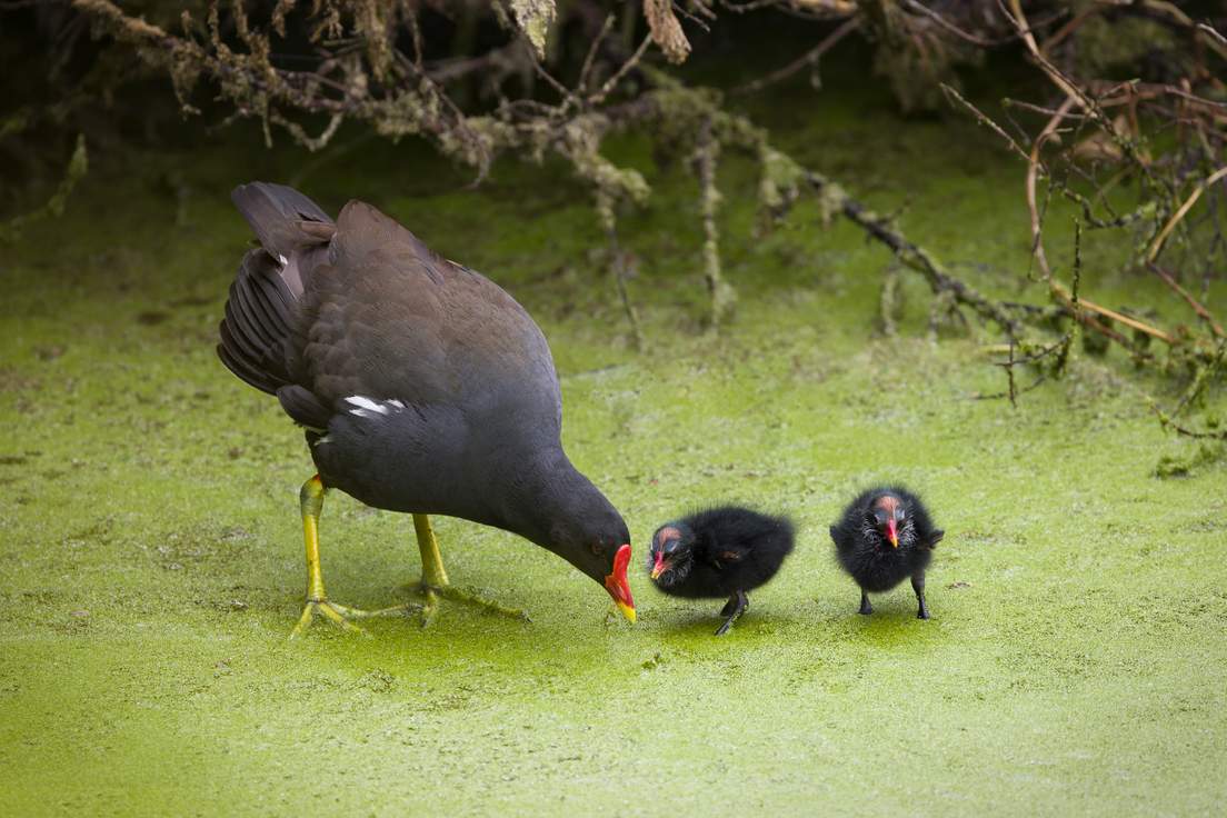10 Bird Names that Sound Like Insults (and Sometimes Are) | Merriam-Webster