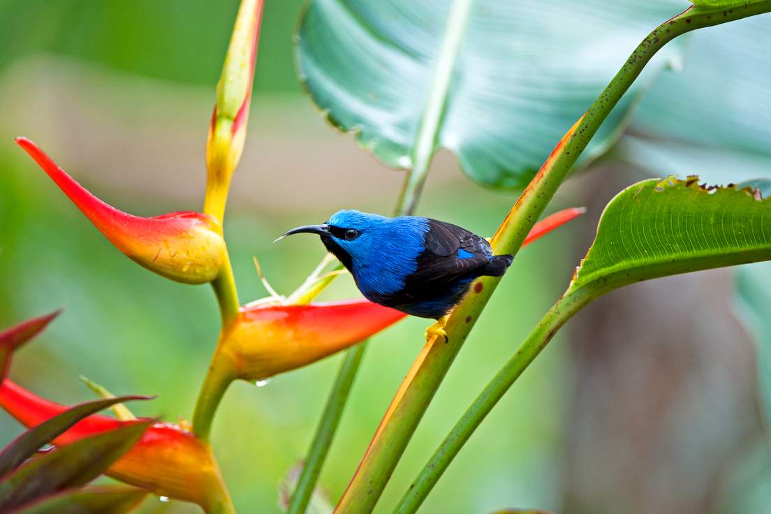10 Bird Names that Sound Like Insults (and Sometimes Are) | Merriam-Webster