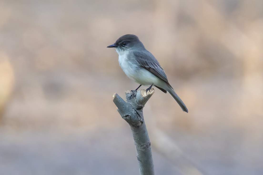 12 Words for Signs of Spring | Merriam-Webster