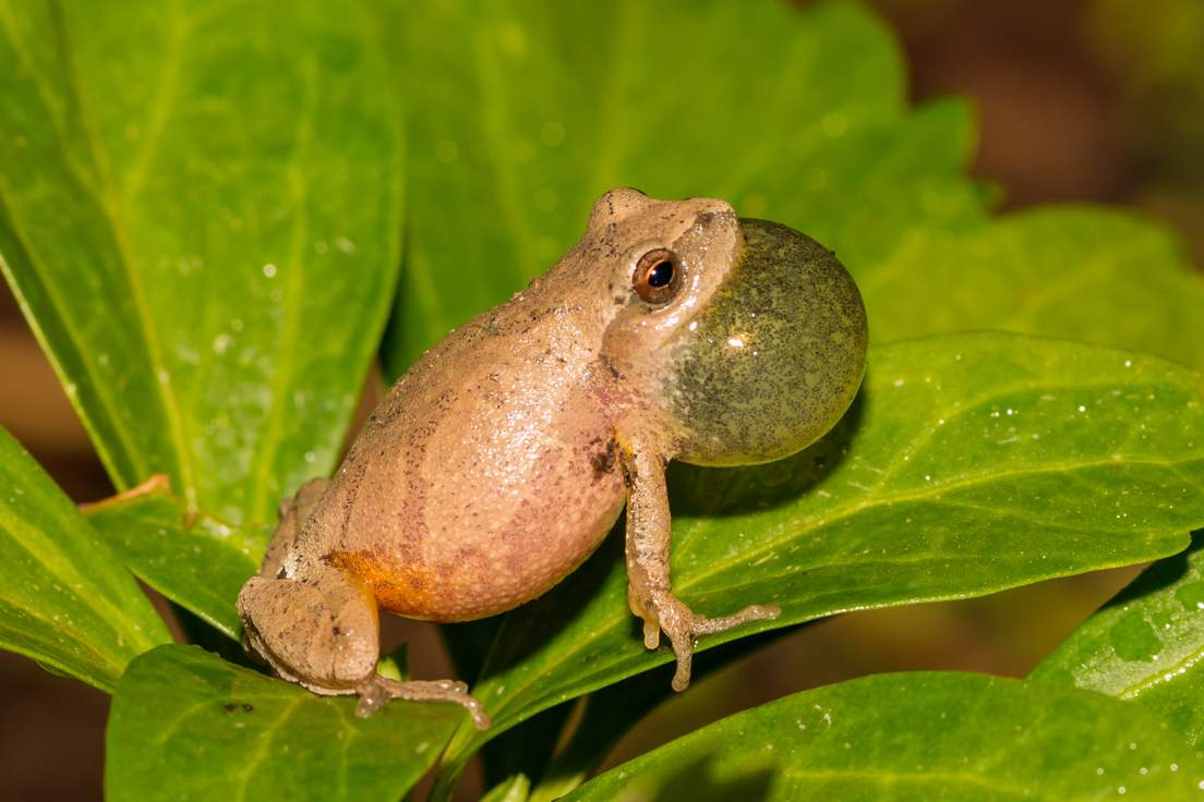 12 Words for Signs of Spring | Merriam-Webster