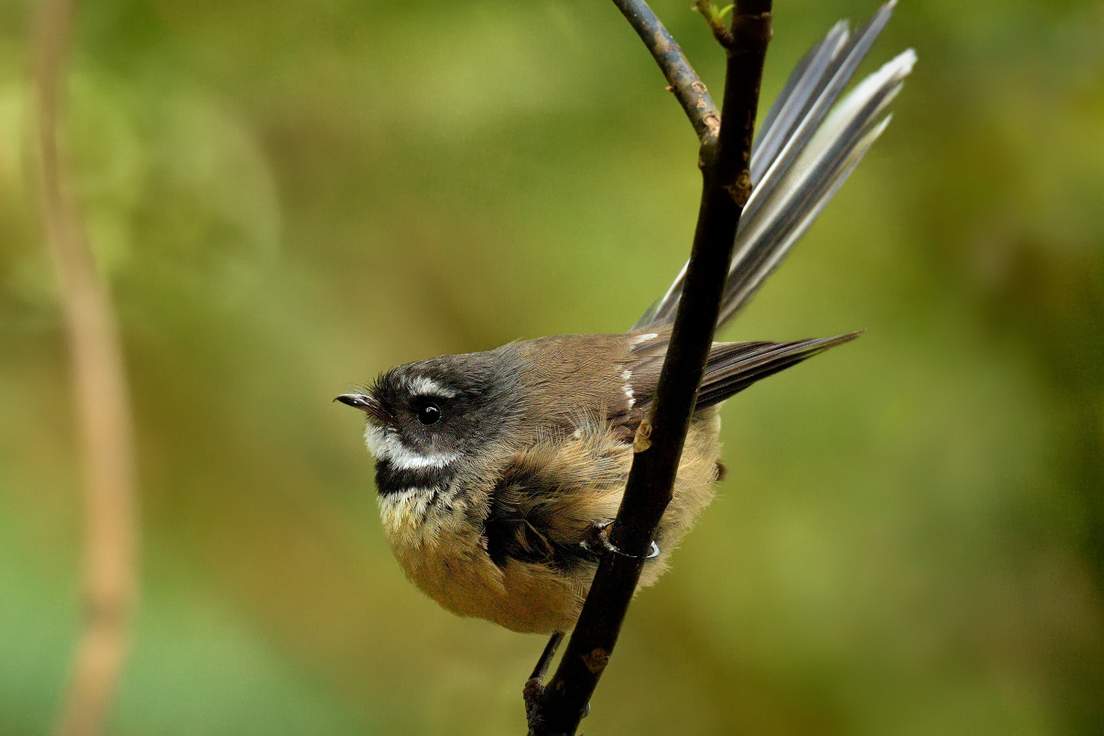 12 More Bird Names that Sound Like Insults (and Sometimes Are ...