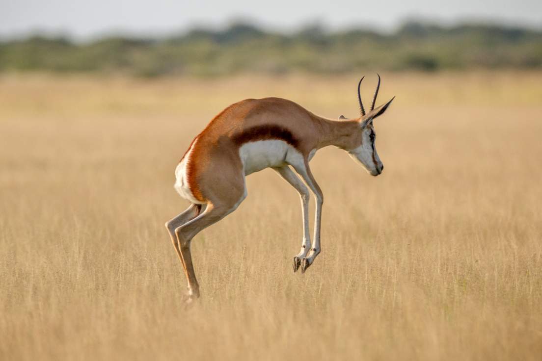 Sit, Shake, Pronk: 8 Words for Quirky Animal Behaviors | Merriam-Webster