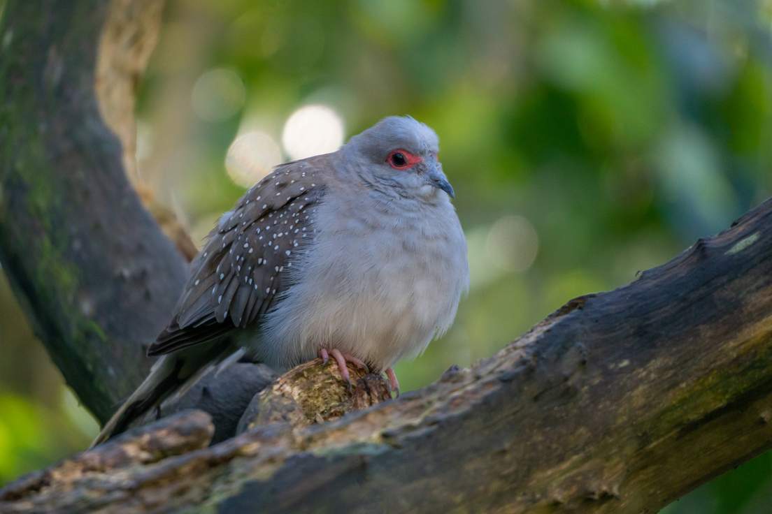 12 Bird Names that Sound Like Compliments | Merriam-Webster
