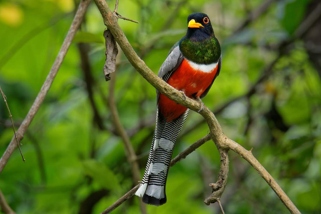 12 Bird Names that Sound Like Compliments | Merriam-Webster