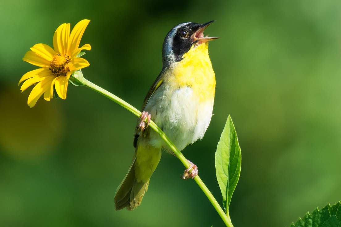 Birds Say the Darndest Things | Merriam-Webster