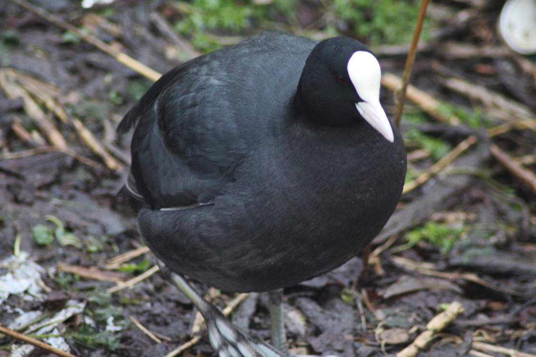 Even More Bird Names that Sound Like Insults (and Sometimes Are ...