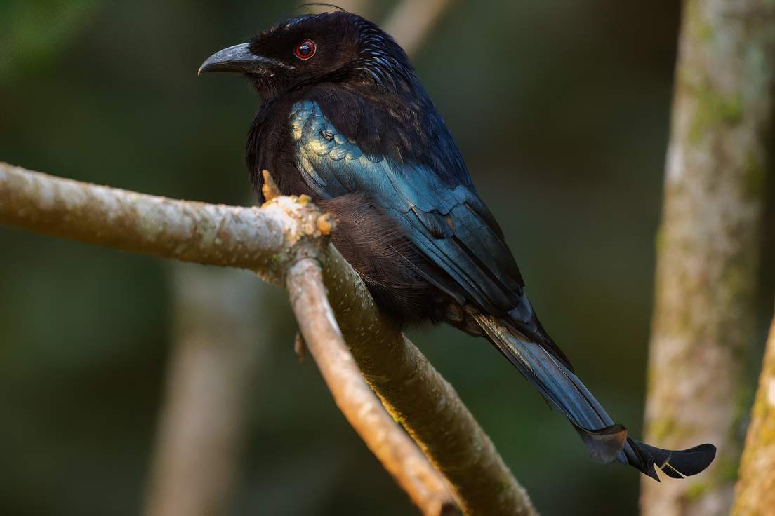 Drongo - Even More Bird Names that Sound Like Insults (and Sometimes ...