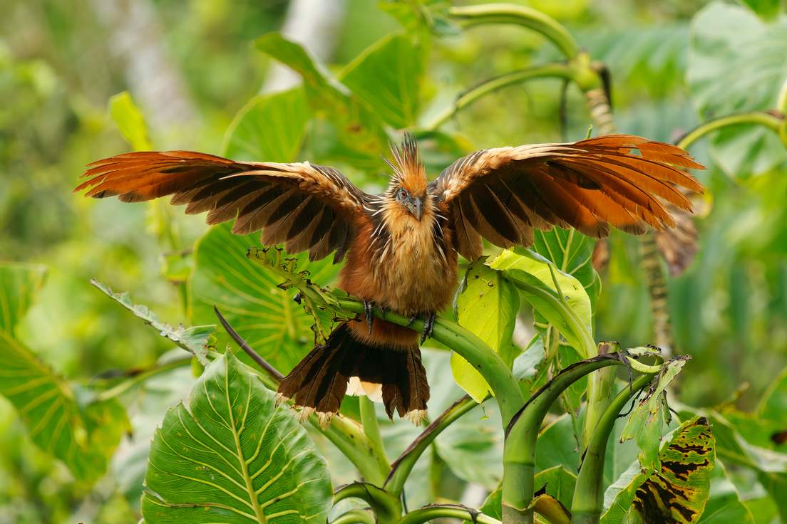Even More Bird Names that Sound Like Insults (and Sometimes Are ...