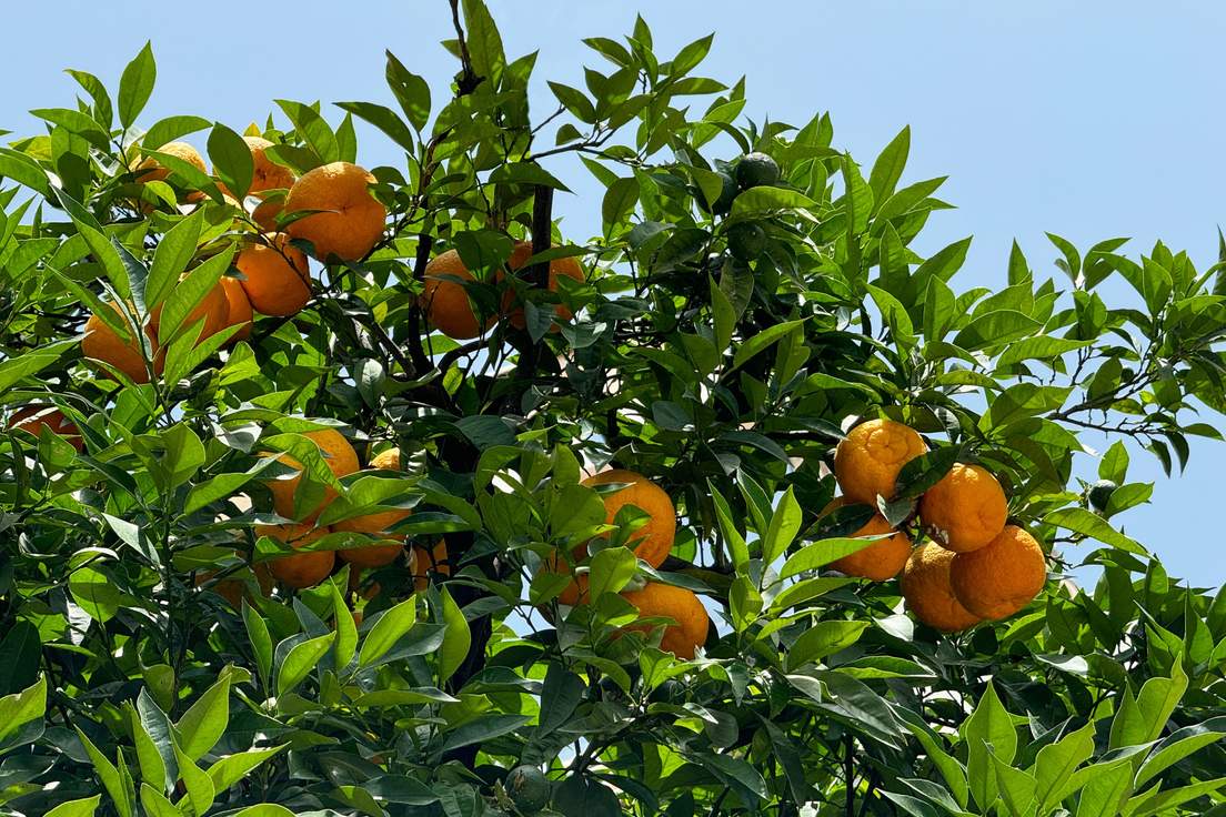 Grapefruit - How 7 Common Fruits and Veggies Got Their Names | Merriam ...