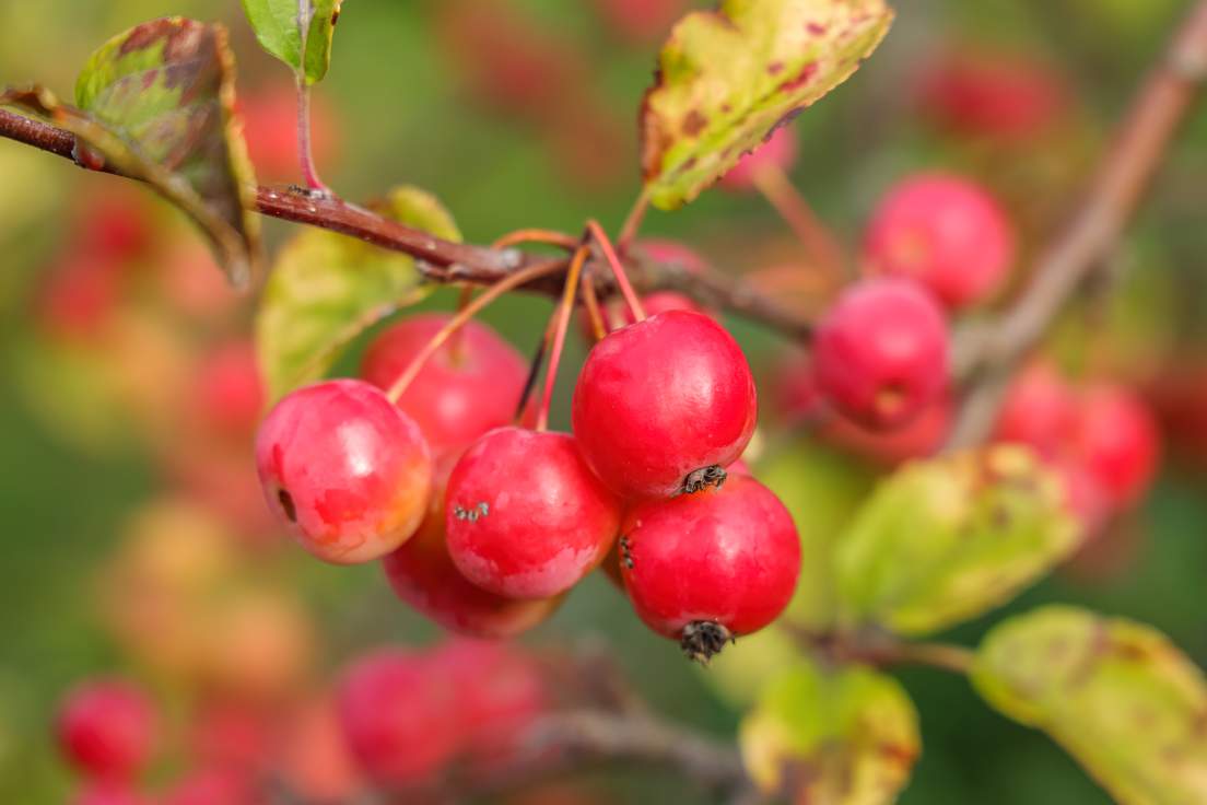Grapefruit - How 7 Common Fruits and Veggies Got Their Names | Merriam ...