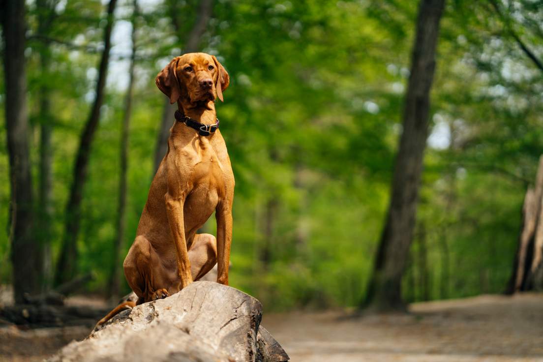 17 Words for Dog Breeds | Merriam-Webster