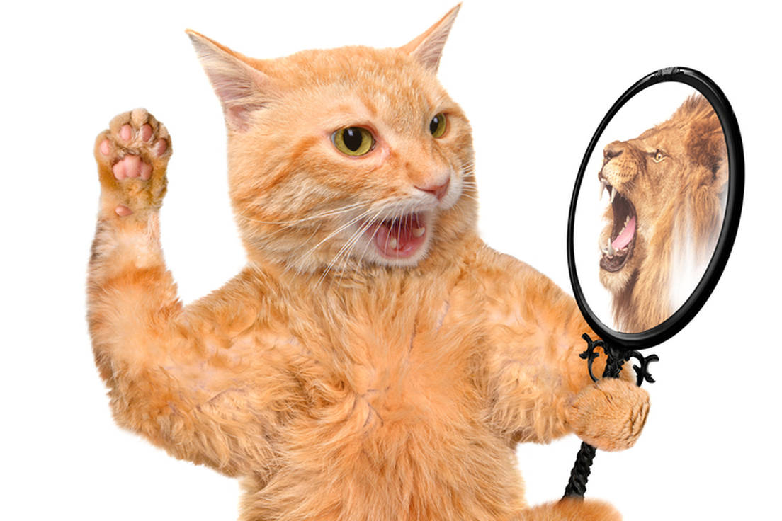 8 Latin Phrases That Mean Something Different in English | Merriam-Webster