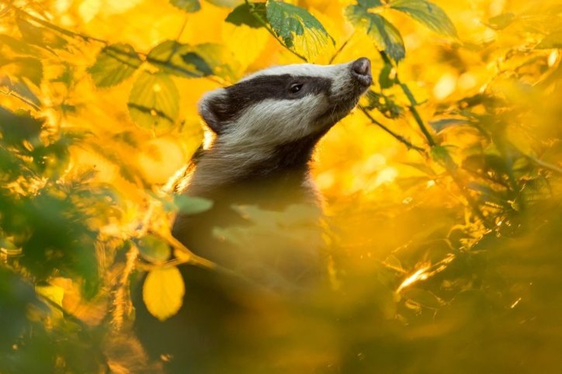 'Weasel,' 'Parrot,' and Other Animal Names That Are Verbs | Merriam-Webster