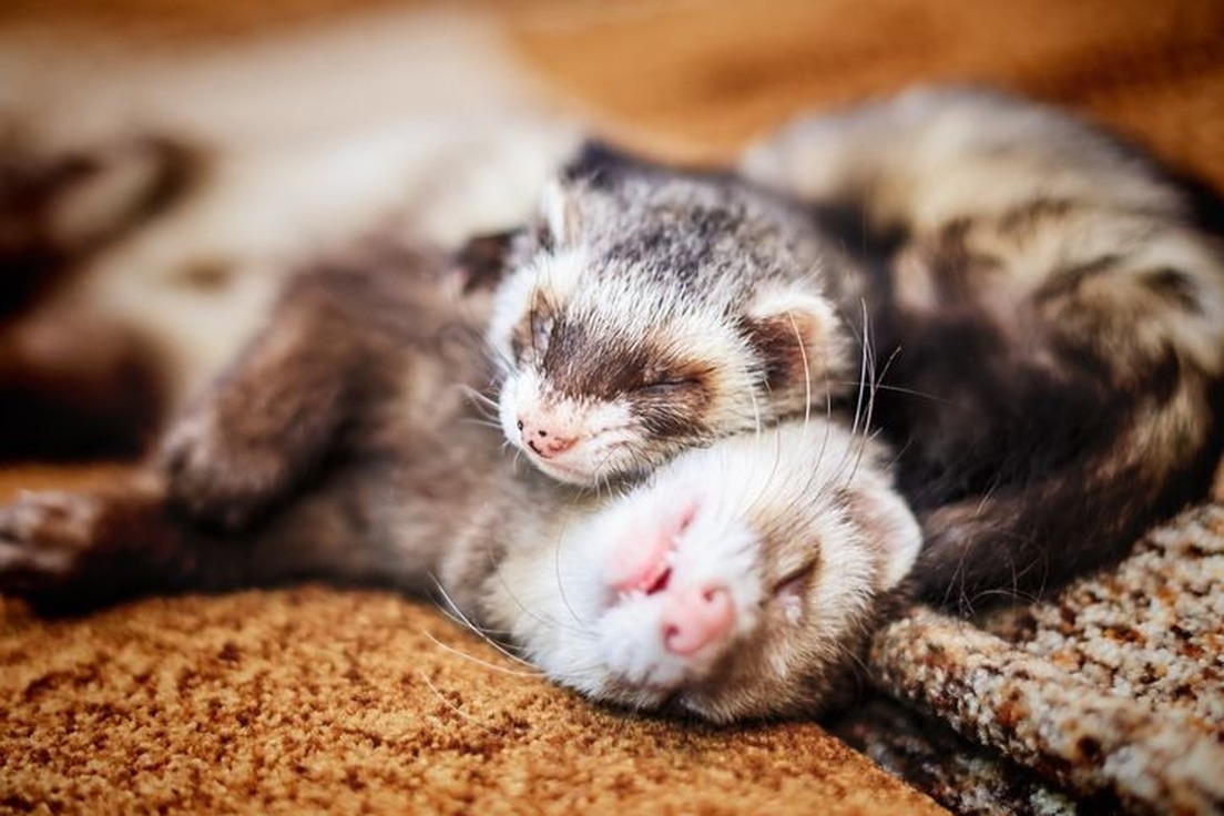'Weasel,' 'Parrot,' and Other Animal Names That Are Verbs | Merriam-Webster