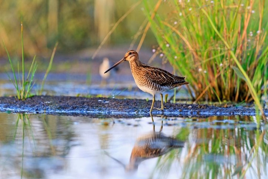 'Weasel,' 'Parrot,' and Other Animal Names That Are Verbs | Merriam-Webster