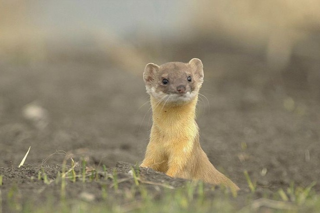 'Weasel,' 'Parrot,' and Other Animal Names That Are Verbs | Merriam-Webster