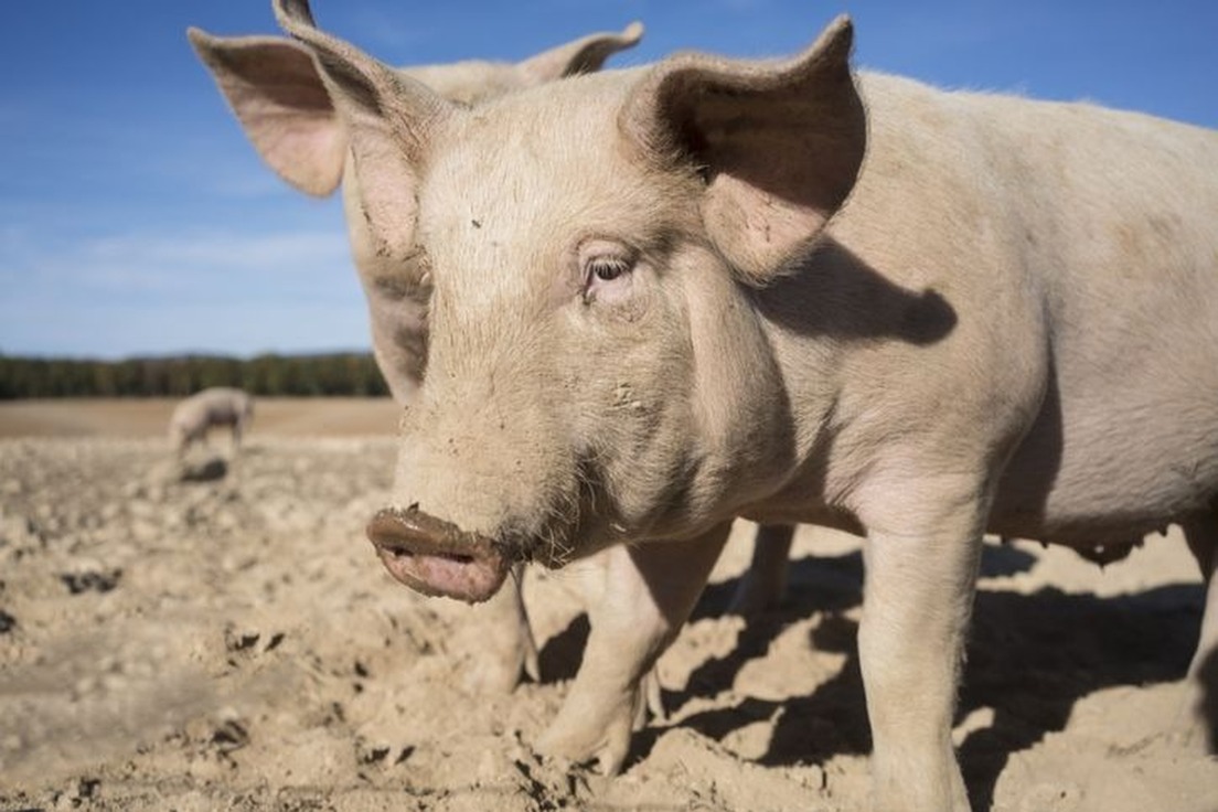 11 Problem Words That Come From Animal Names | Merriam-Webster