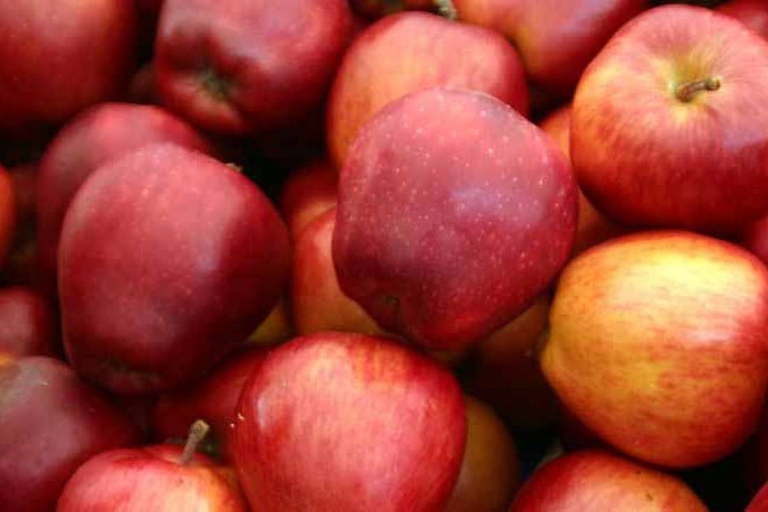 Exocarp/Mesocarp/Endocarp - The Parts of the Fruit: Seed, Pericarp, and ...