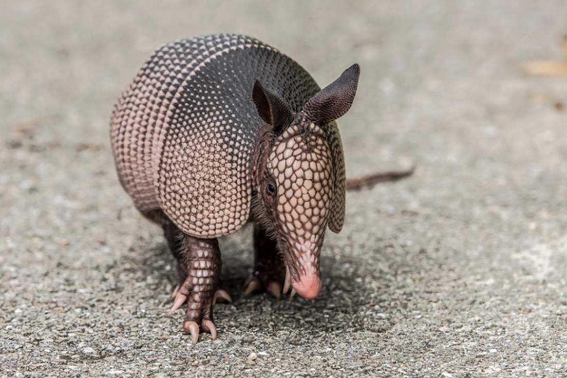 10 Fascinating Region-Specific Animals | Merriam-Webster