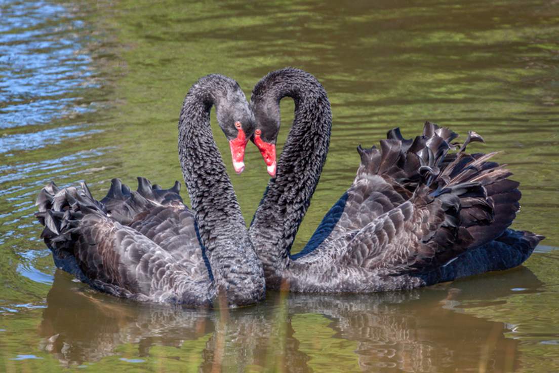 'Easy-peasy,' 'Jiggery-pokery,' and 10 More Reduplicatives | Merriam ...