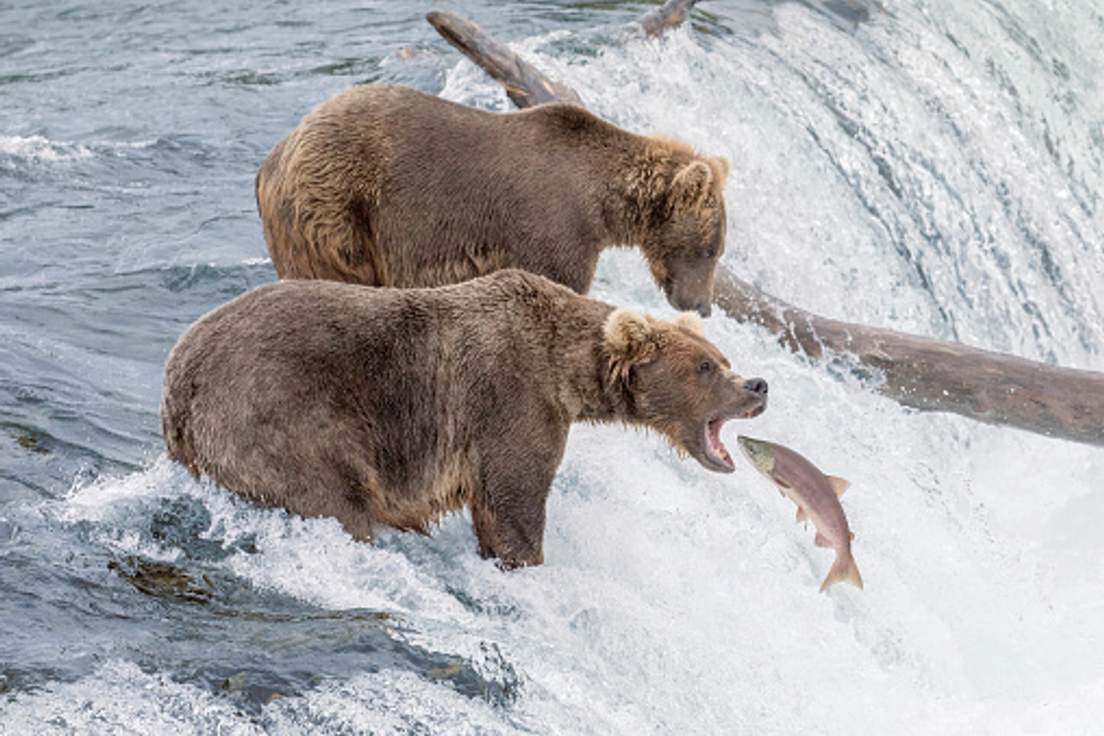 Schnorrer - 'Chutzpah' & 'Kvetch': English Words from Yiddish | Merriam ...