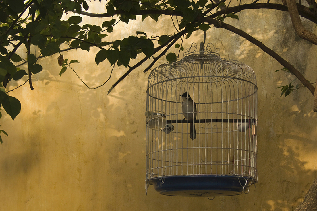 You Won't Believe These 10 Words Come From Birds | Merriam-Webster