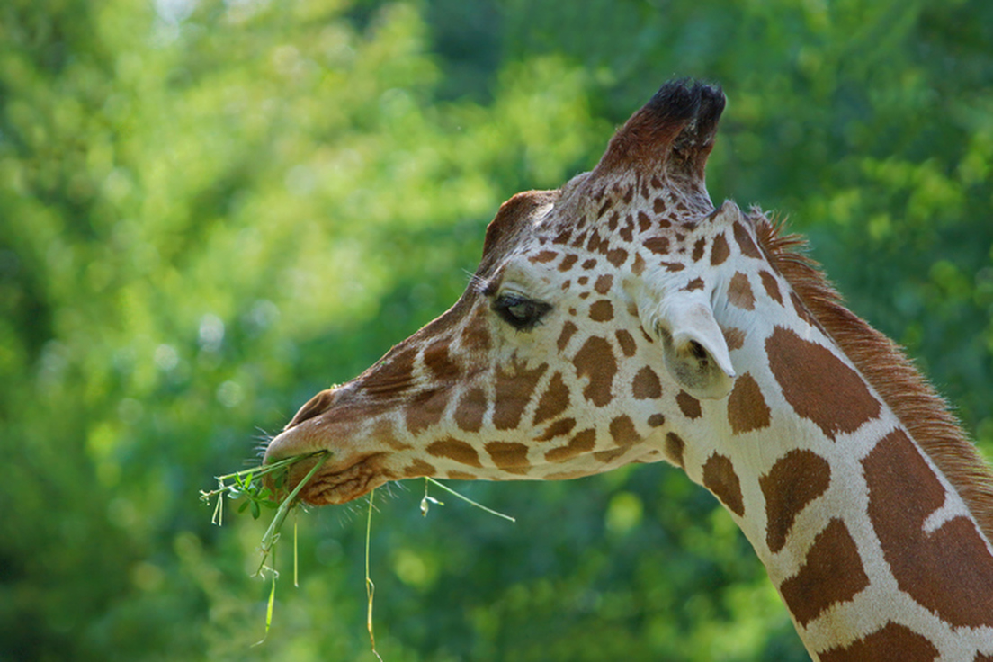 7 Unfamiliar Words for Familiar Creatures | Merriam-Webster