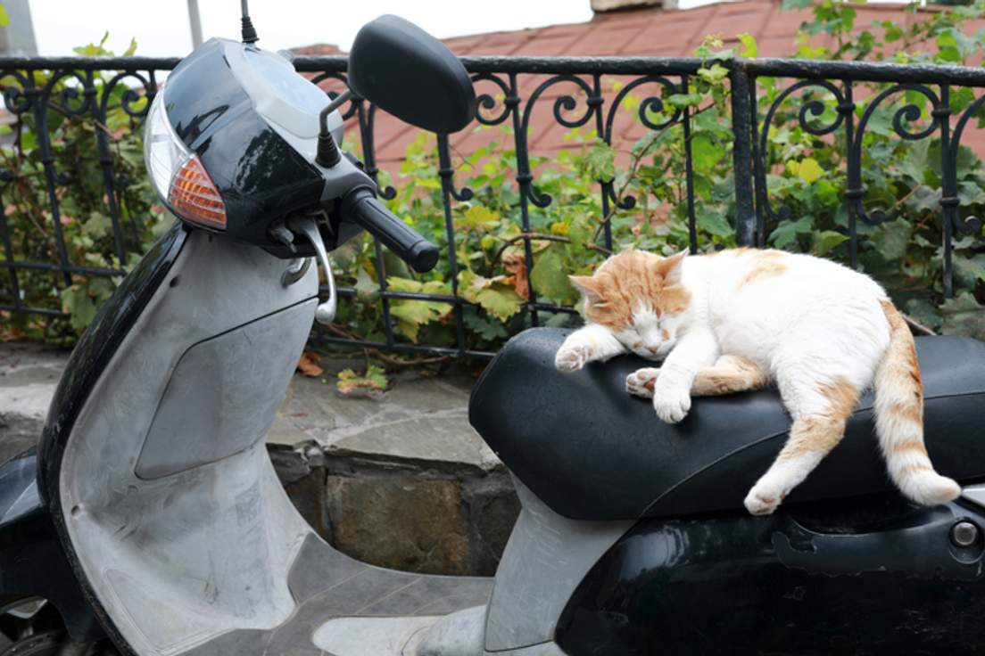 somniloquist - 11 Words for People Who Love Sleep | Merriam-Webster