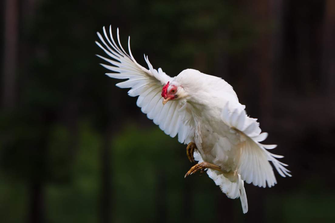 mother hen - 7 Common Idioms That Come from Chickens | Merriam-Webster