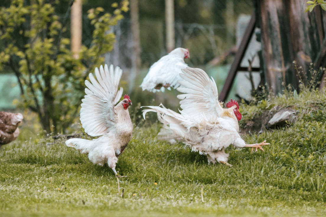 You Won't Believe These 10 Words Come From Birds | Merriam-Webster