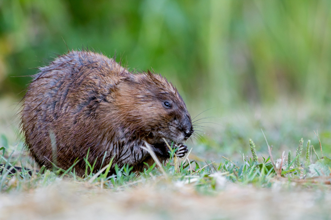 'Muskrat,' 'Helpmate,' and 6 More Folk Etymologies | Merriam-Webster