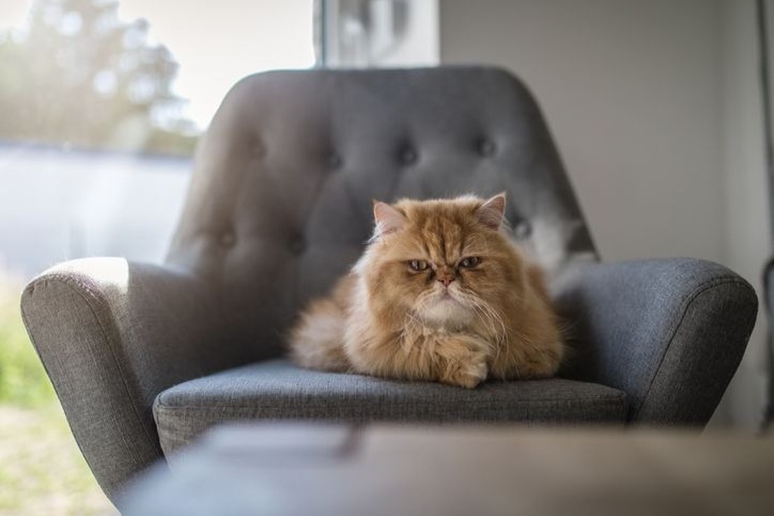 19 Words for the Cranky and Disagreeable | Merriam-Webster