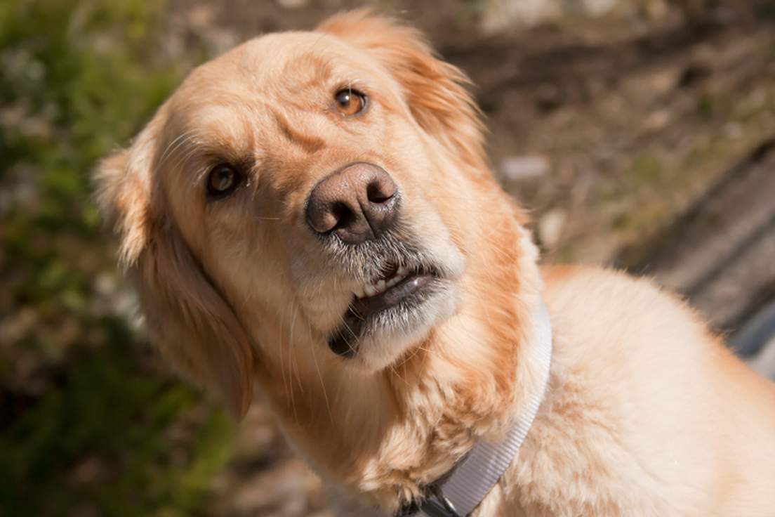 Supercilious - Words You Always Have to Look Up | Merriam-Webster