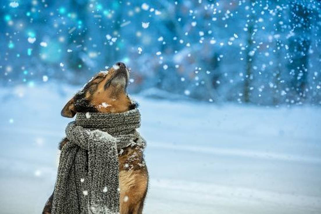 Snaw - Words from Scottish English We Love | Merriam-Webster
