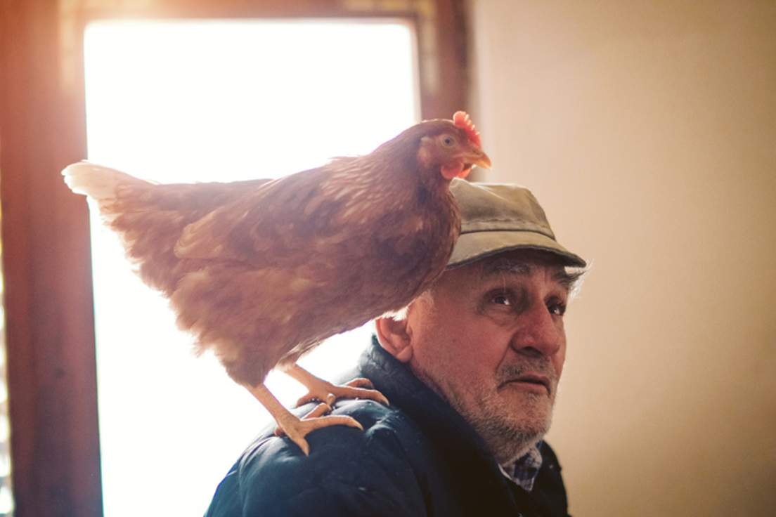 no spring chicken - 7 Common Idioms That Come from Chickens | Merriam ...