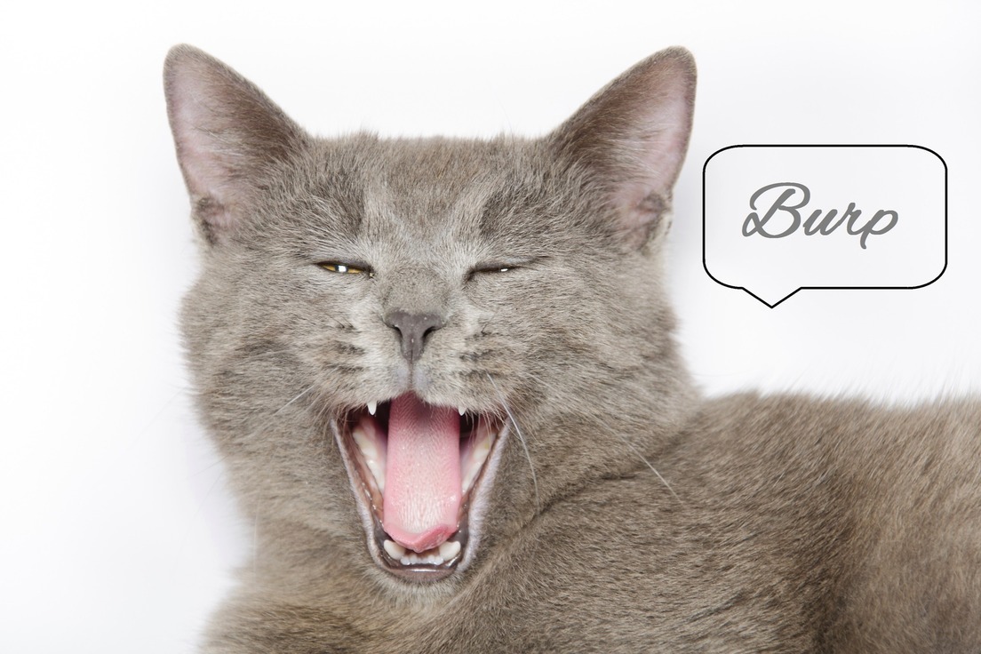 Strange Words for Body Functions | Merriam-Webster