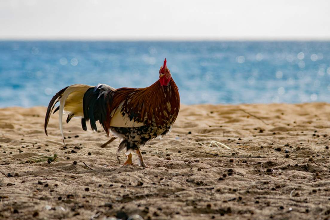 no spring chicken - 7 Common Idioms That Come from Chickens | Merriam ...