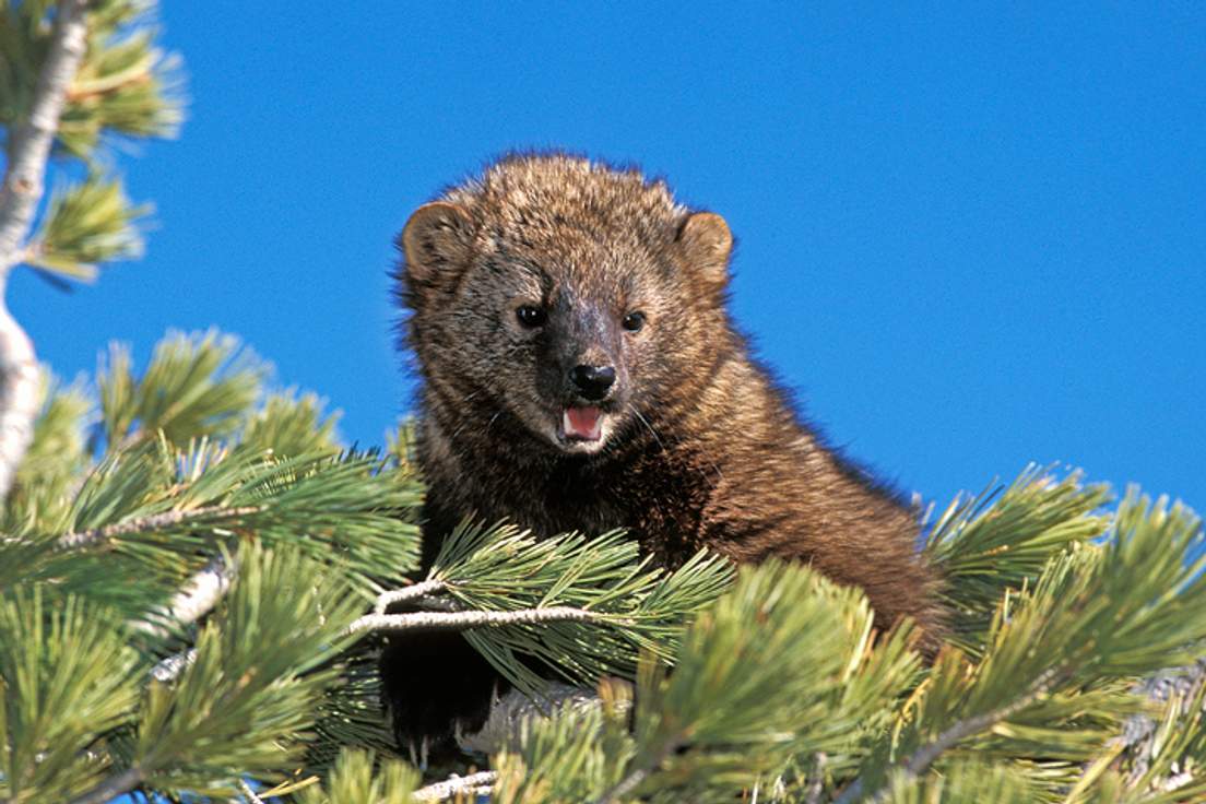 10 Fascinating Region-Specific Animals | Merriam-Webster