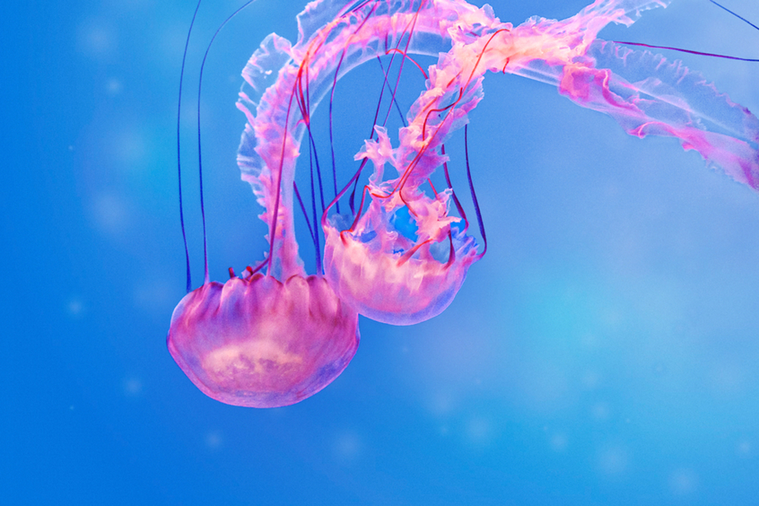 Jimberjawed - Flummadiddle, Slumgullion, and More Silly Words from the ...